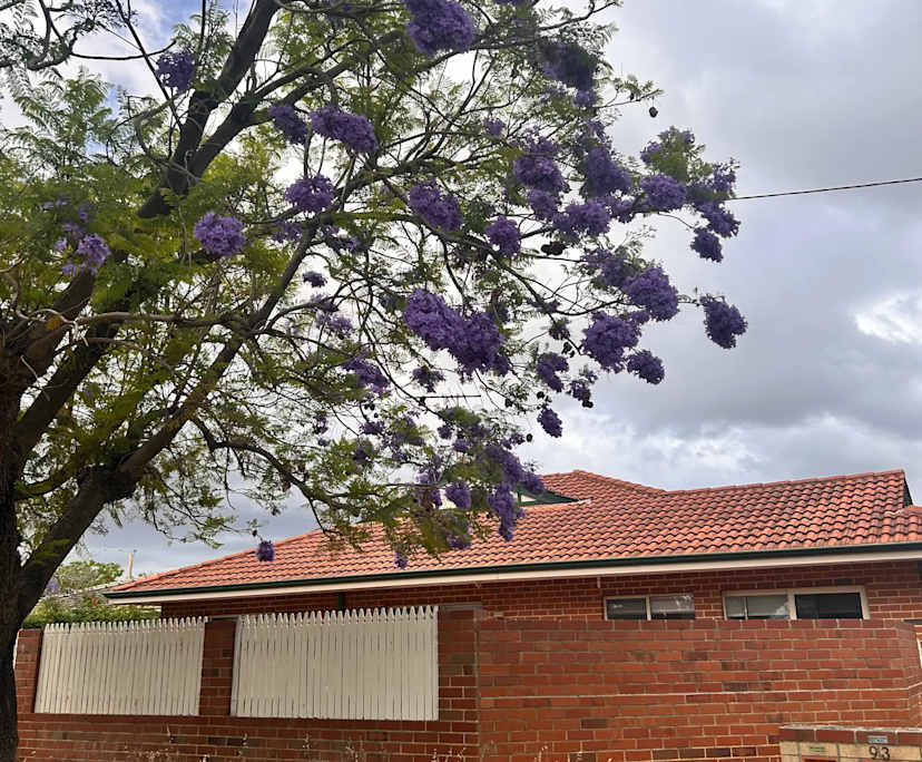 Shared Room for Rent in Carlisle, Perth | $195, Flex... | Flatmates.com.au