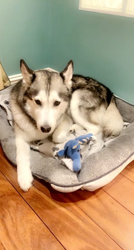 Cathy (37) - Looking in Gwelup, Glendalough, Leederv... | Flatmates.com.au