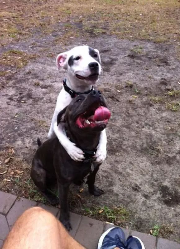 Homestay for Rent in Wandi, Perth | $250, Furnished,... | Flatmates.com.au